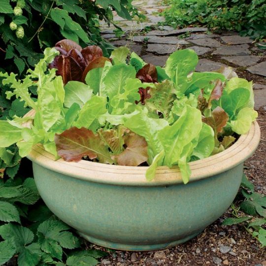 Container Vegetable Gardening - Grow More Veggies In Small Gardens