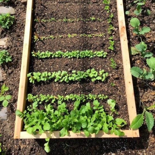 Vegetable Gardening For Beginners: How To Plan Your First Patch