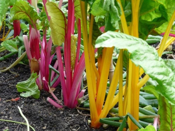 17 Easy To Grow Vegetable Garden Plants for Beginner Gardeners