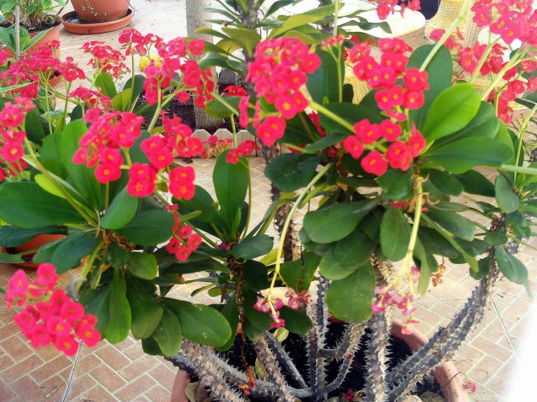 Crown of Thorns - How To Grow And Care For The Euphorbia milii and ...