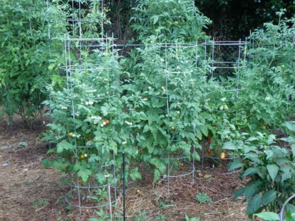 10 Cheap and Easy DIY Tomato Cages - Gardeners' Magazine