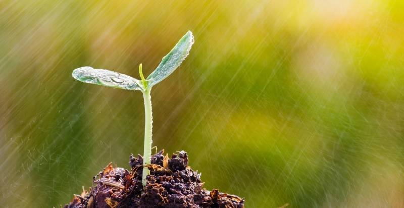 Sowing Seeds: Absolutely Everything You Need to Know - Gardeners' Magazine