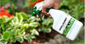 How to Keep Rabbits Out Of Your Garden - Gardeners' Magazine