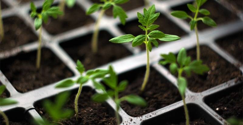Sowing Seeds: Absolutely Everything You Need to Know - Gardeners' Magazine