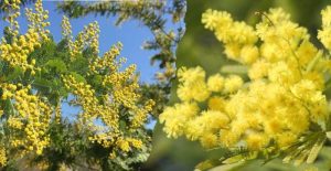Acacia Tree Guide: How To Grow And Take Care - Gardeners' Magazine