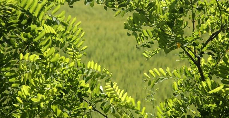 Acacia Tree Guide: How To Grow And Take Care - Gardeners' Magazine