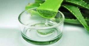 Aloe Ciliaris (Climbing Aloe) Care, Propagation, And Grow! - Gardeners ...