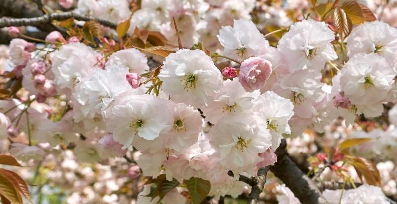 List of Japanese Trees - Gardeners' Magazine