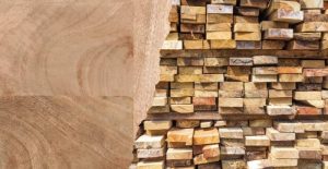 Acacia Tree Guide: How To Grow And Take Care - Gardeners' Magazine