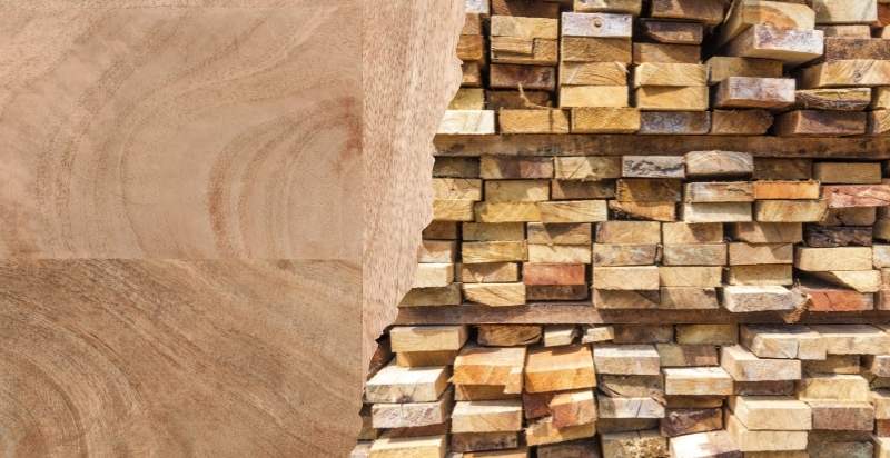 Acacia Tree Guide: How To Grow And Take Care - Gardeners' Magazine