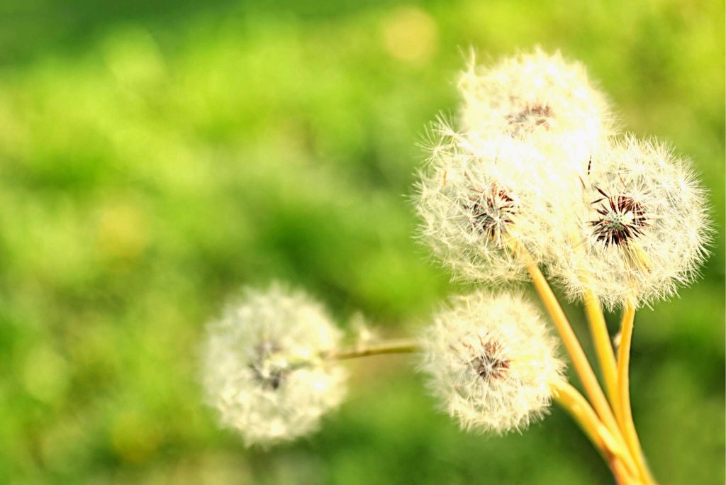 Why People Love To Blow The Dandelion Flower? - Gardeners' Magazine