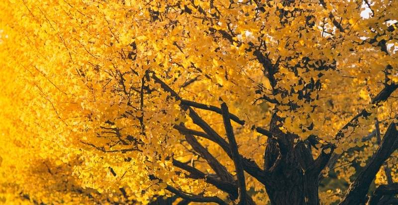 List of Japanese Trees - Gardeners' Magazine