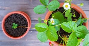 Stolons Plant Guide: How to Plant, Use In Garden, Benefits & Drawbacks ...