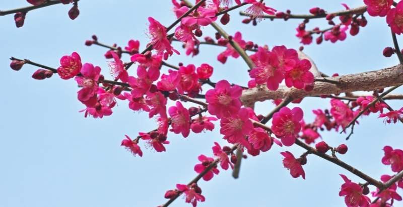 List of Japanese Trees - Gardeners' Magazine