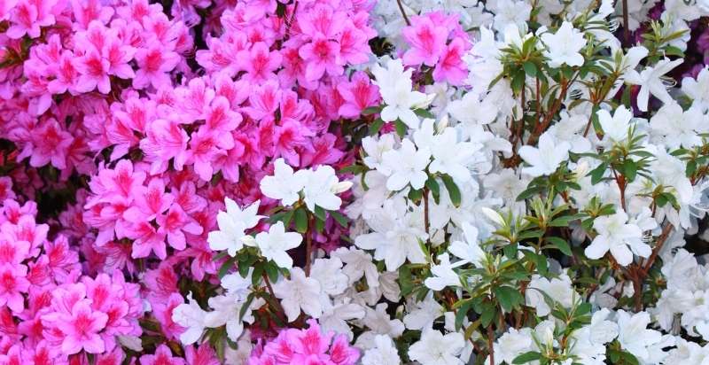 Japanese Azaleas Guide: Planting, Pruning, Care Tips - Gardeners' Magazine