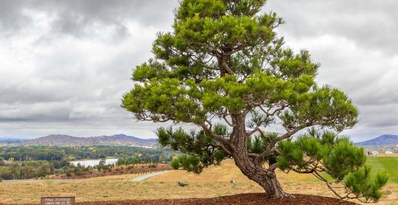 List of Japanese Trees - Gardeners' Magazine