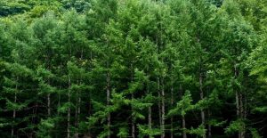 List of Japanese Trees - Gardeners' Magazine