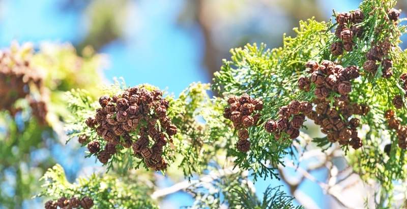 List of Japanese Trees - Gardeners' Magazine