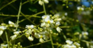 List of Japanese Trees - Gardeners' Magazine