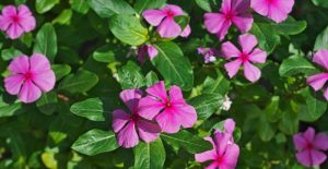 What Flowers Have Five Petals? - Gardeners' Magazine