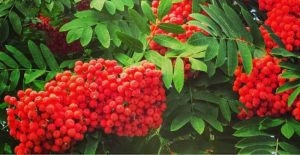 How To Identify A Tree With Red Berries - Gardeners' Magazine