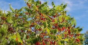 How To Identify A Tree With Red Berries - Gardeners' Magazine