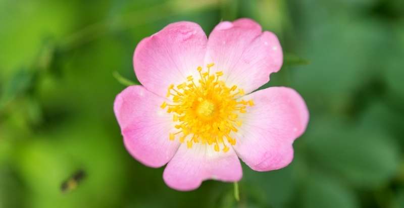 What Flowers Have Five Petals? - Gardeners' Magazine