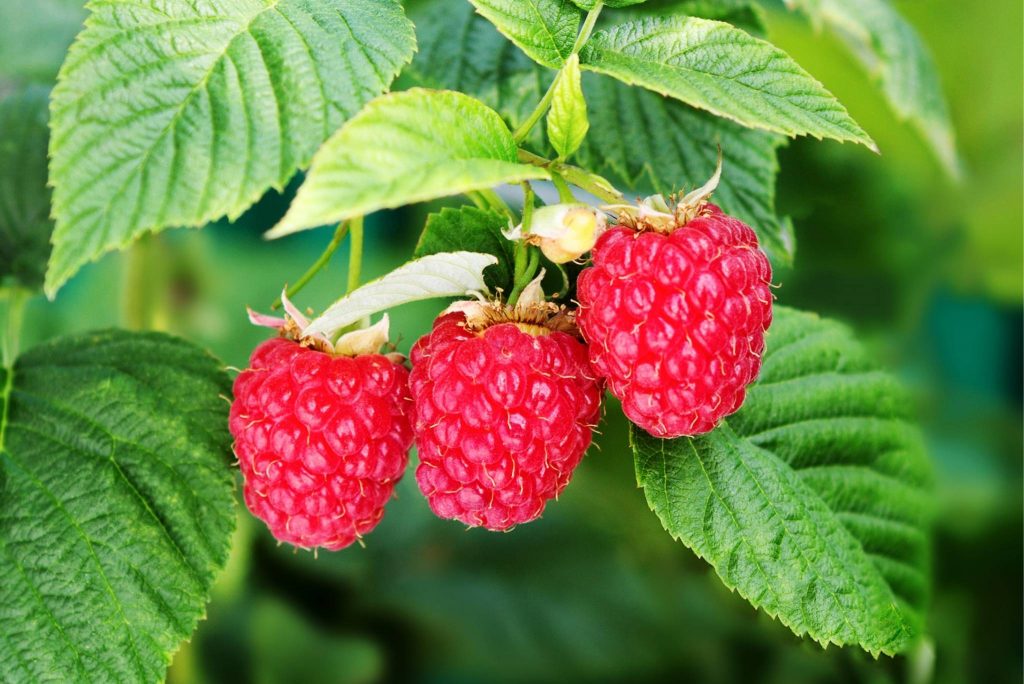 How to Plant, Grow, and Harvest Raspberries - Gardeners' Magazine