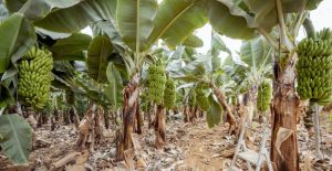 Banana Trees: How to Grow and Care for Your Banana Plant - Gardeners ...