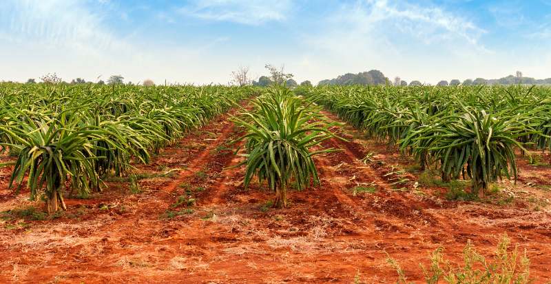 Dragon Fruit Trees: How to Grow and Care for your Pitaya Plant ...