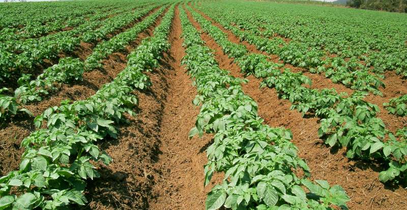 Potato Plants: How to Plant, Grow, and Care for Potato Vine - Gardeners ...