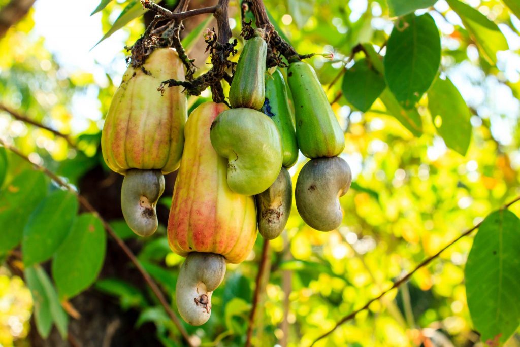 Cashew Trees: How to Grow and Care for your Cashew Plant - Gardeners' Magazine