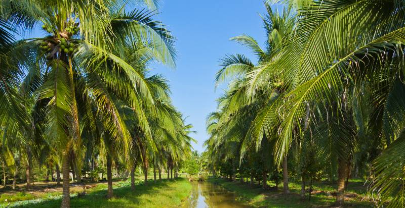 Coconut Tree: Growing and Maintaining a Coconut Palm - Gardeners' Magazine