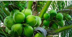 Coconut Tree: Growing and Maintaining a Coconut Palm - Gardeners' Magazine