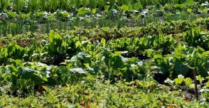 How to Design a Potager Garden - Gardeners' Magazine