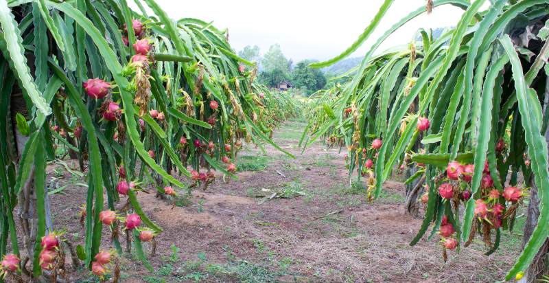 Dragon Fruit Trees: How to Grow and Care for your Pitaya Plant - Gardeners' Magazine