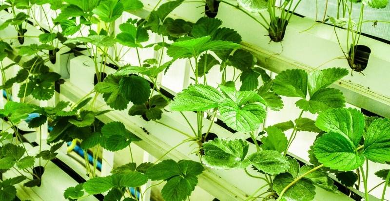 How to Grow Strawberries Hydroponically - Gardeners' Magazine