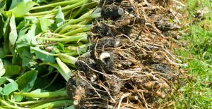 Taro Plants: How to Plant, Grow, and Harvest Taro - Gardeners' Magazine