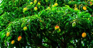 Mango Trees: Growing and Maintaining a Mango Tree - Gardeners' Magazine
