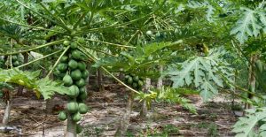 Papaya Tree: How to Plant, Grow, Care and Harvest Papaya - Gardeners ...