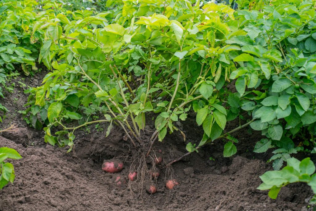 Potato Plants: How to Plant, Grow, and Care for Potato Vine - Gardeners ...