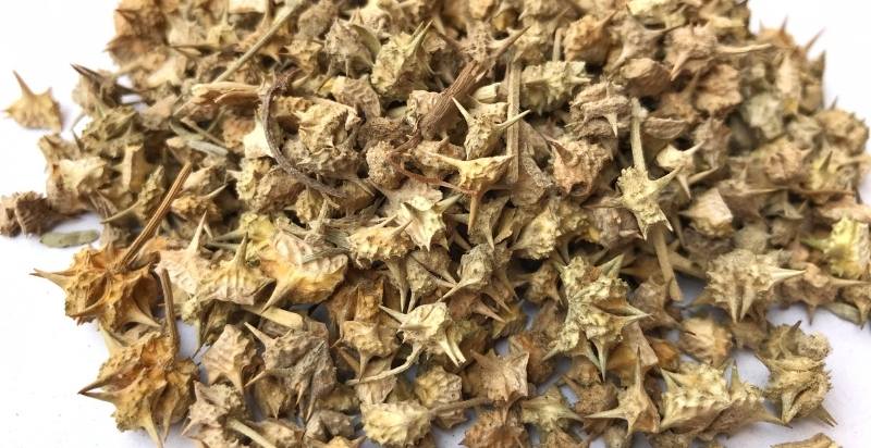 Goat Head Weed Control: Preventing Puncturevine - Gardeners' Magazine