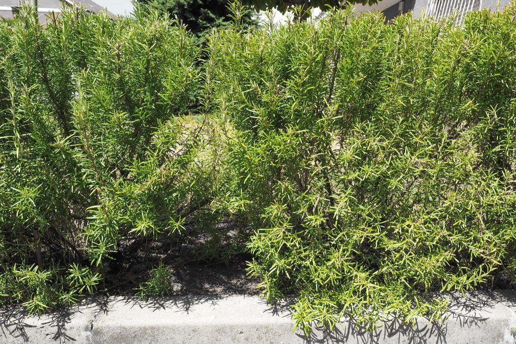 Planting, Growing, and Harvesting Rosemary Herbs - Gardeners' Magazine