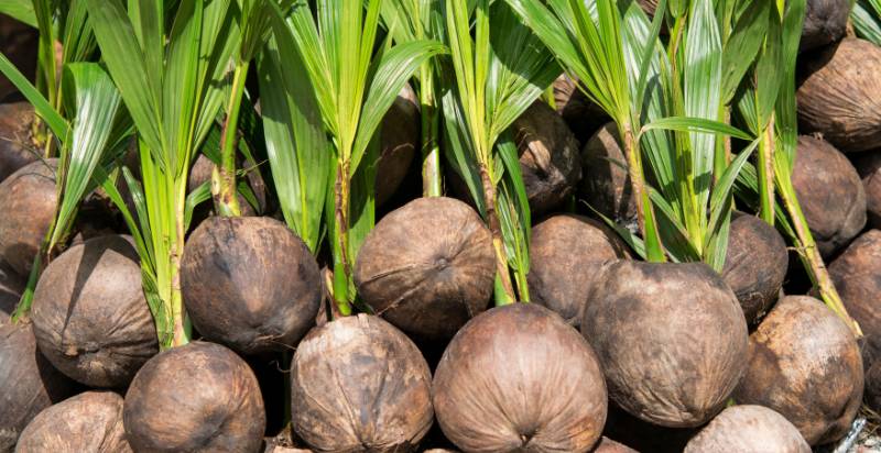 Coconut Tree: Growing and Maintaining a Coconut Palm - Gardeners' Magazine