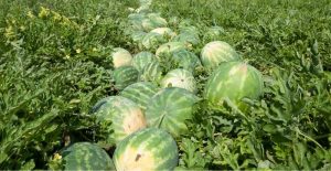 Watermelon Plant: How to Grow and Care for Watermelon Vine - Gardeners ...