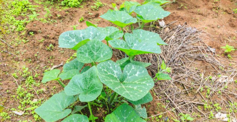 White Pumpkins: How to Plant, Grow, and Care for Ghost Pumpkins ...