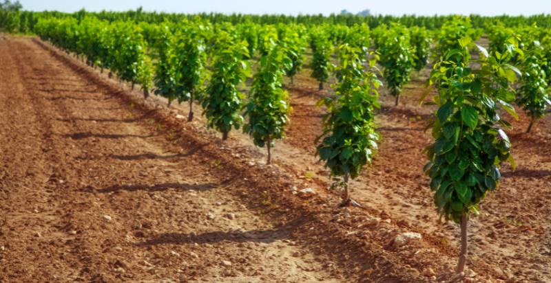 Persimmon Tree: How to Grow and Care for Your Persimmon Plant ...