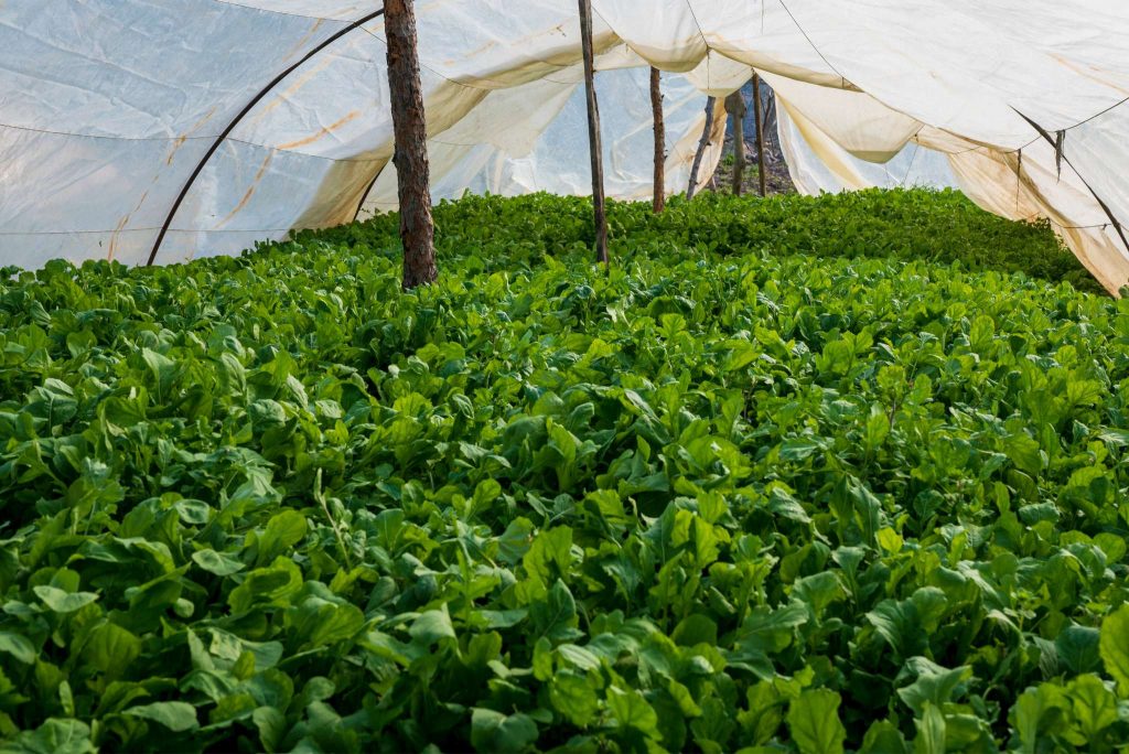 What Is a Garden Rocket? How to Plant, Grow, and Harvest Arugula ...