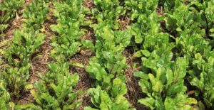 What is Beetroot? How to Plant, Grow, and Harvest Beets - Gardeners ...