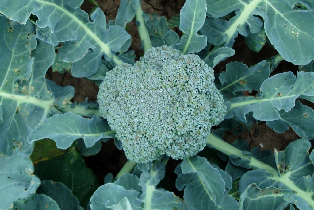 Broccoli Plants How To Plant Grow And Harvest Broccoli Gardeners